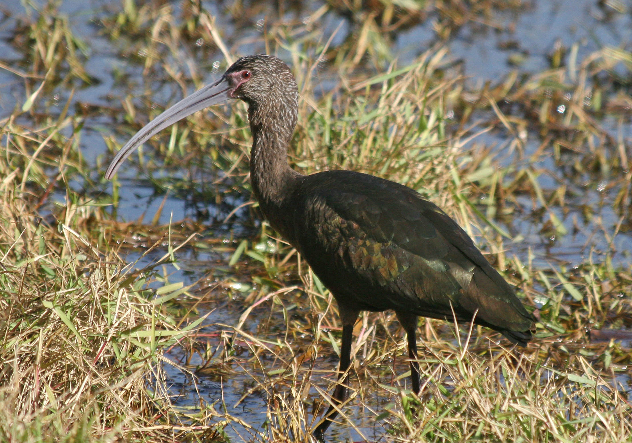 White-faced Ibis, Plegadis chihi